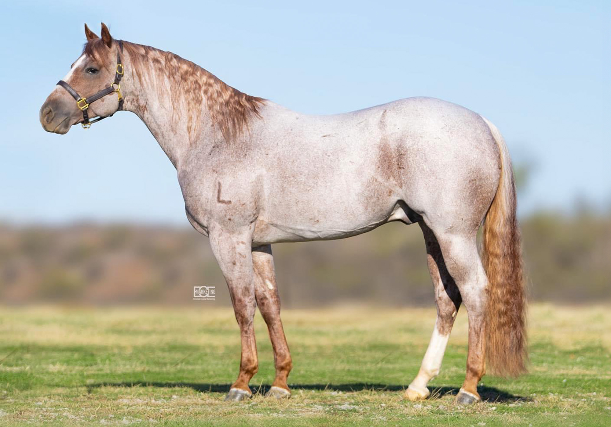 The Elite Stallions - Gold Buckle Futurities
