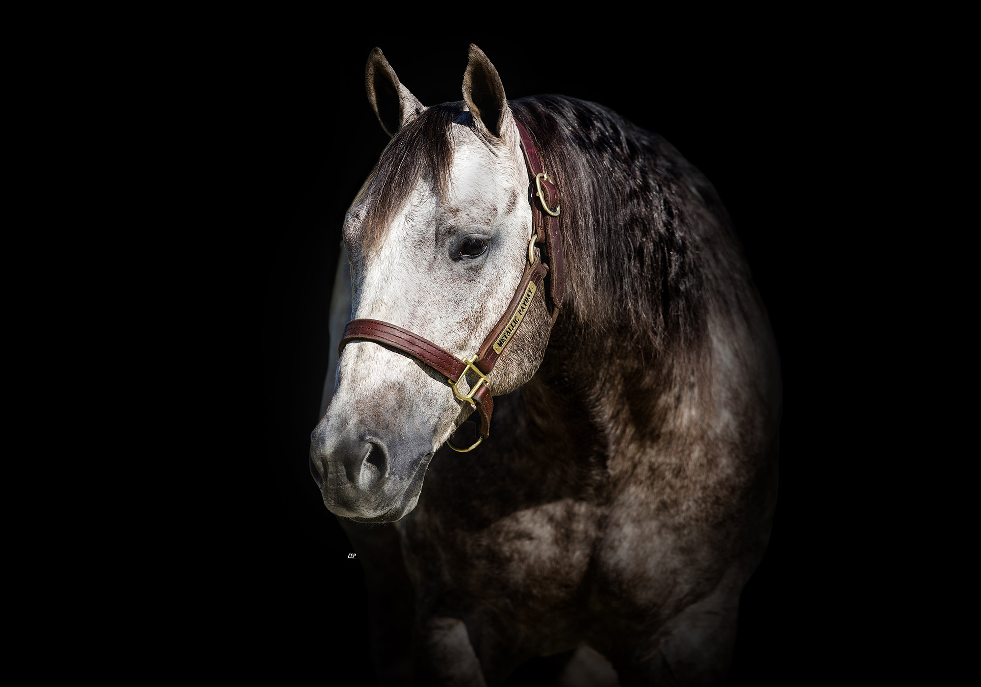 The Elite Stallions - Gold Buckle Futurities