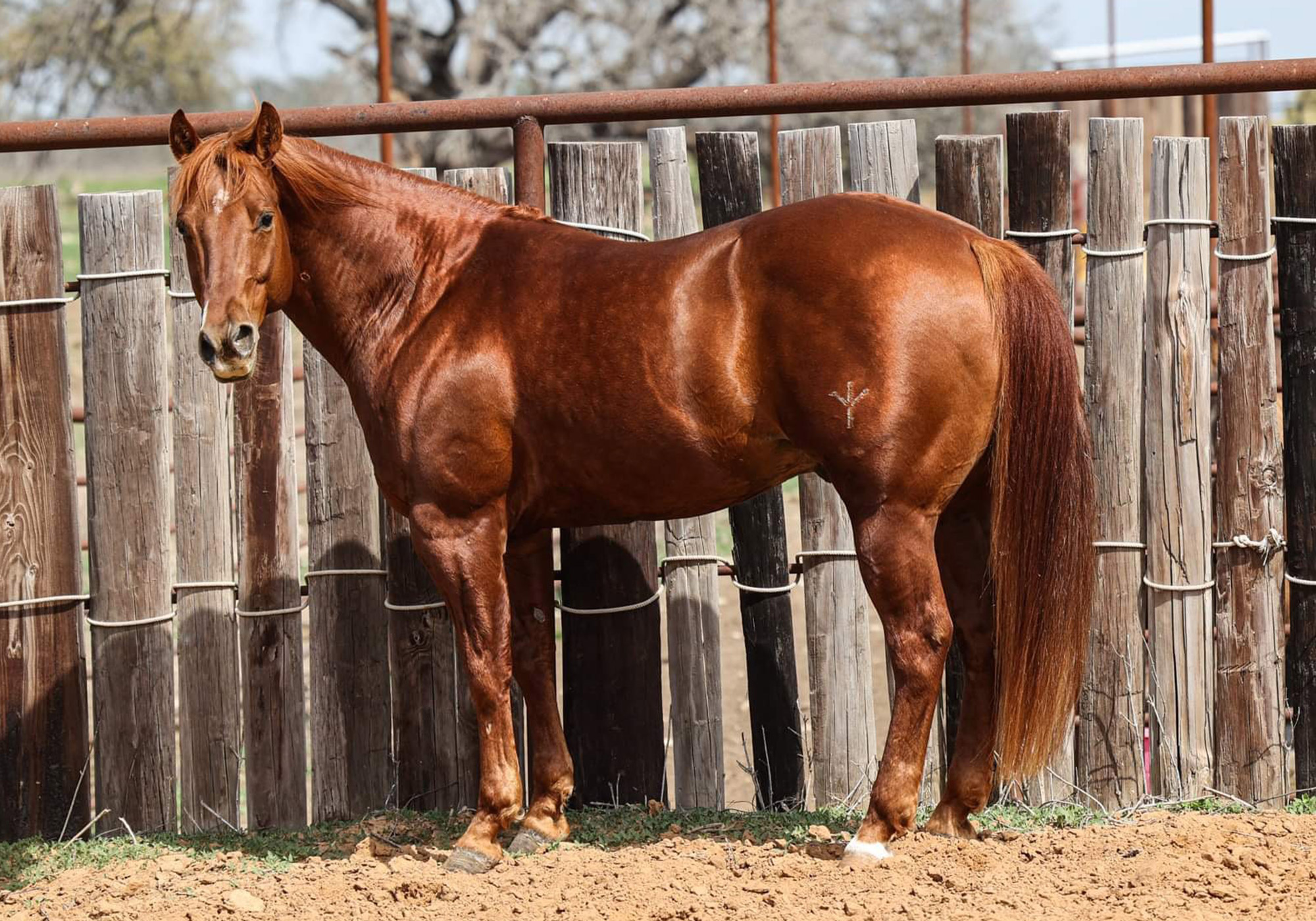 The Elite Stallions - Gold Buckle Futurities