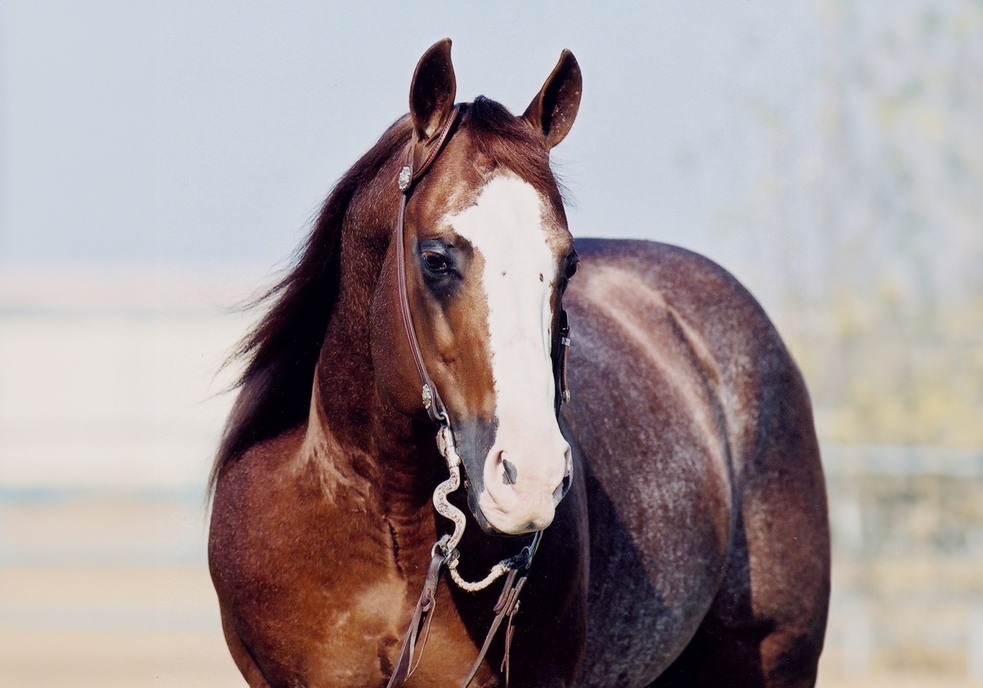 The Elite Stallions - Gold Buckle Futurities