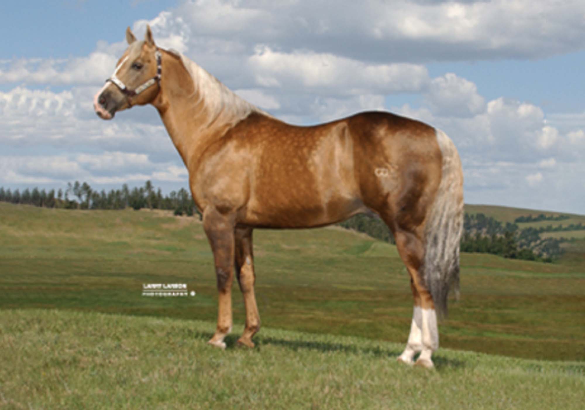 The Elite Stallions - Gold Buckle Futurities