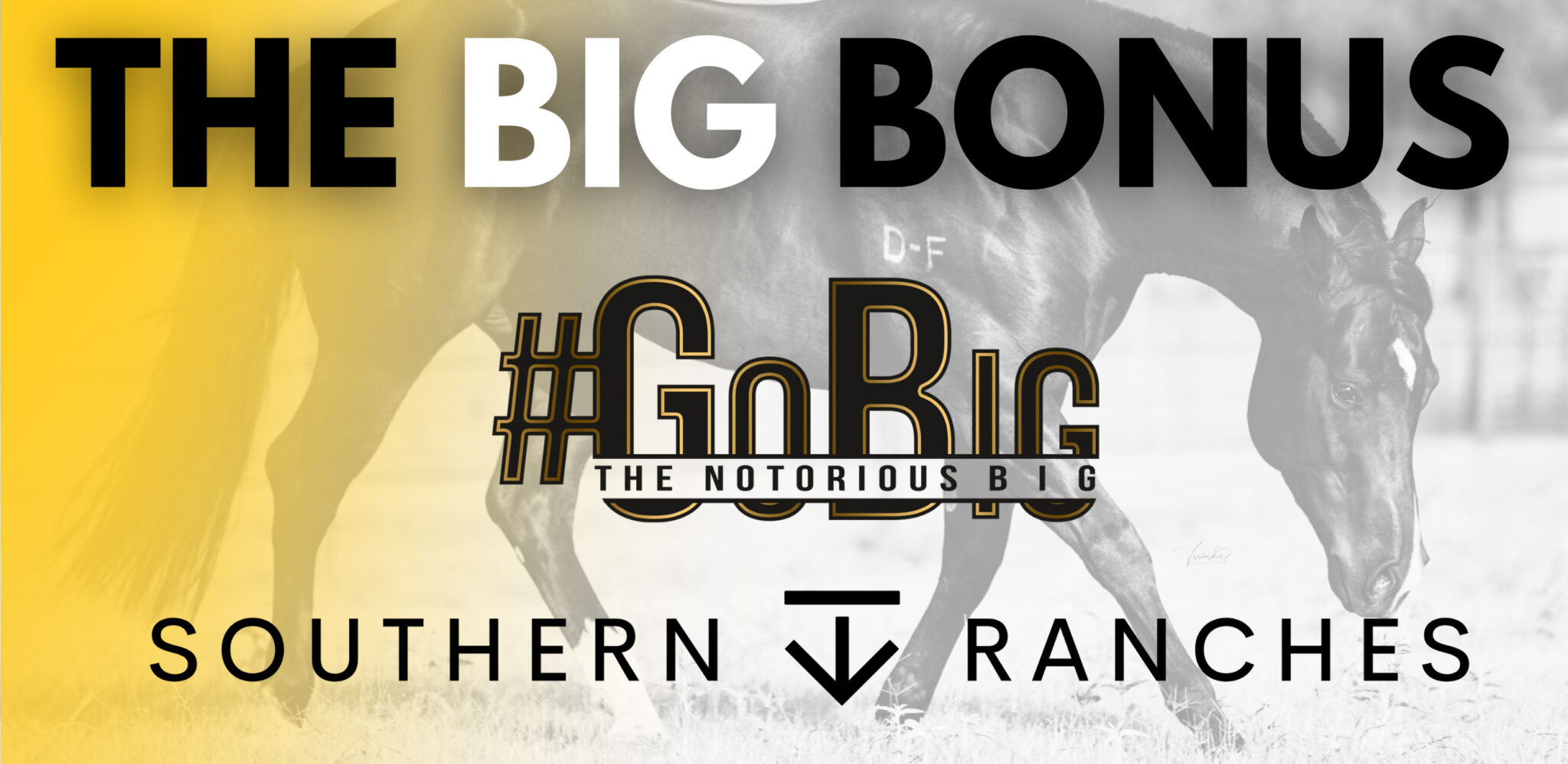 Press - Gold Buckle Futurities